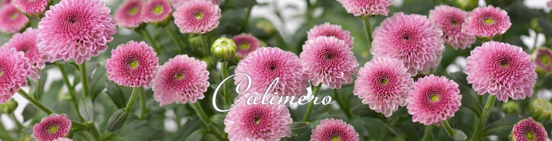 Chậu hoa Calimero Dalat Hasfarm